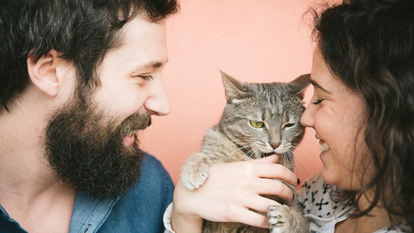 Essential Cats and Kitten Care | International Open Academy